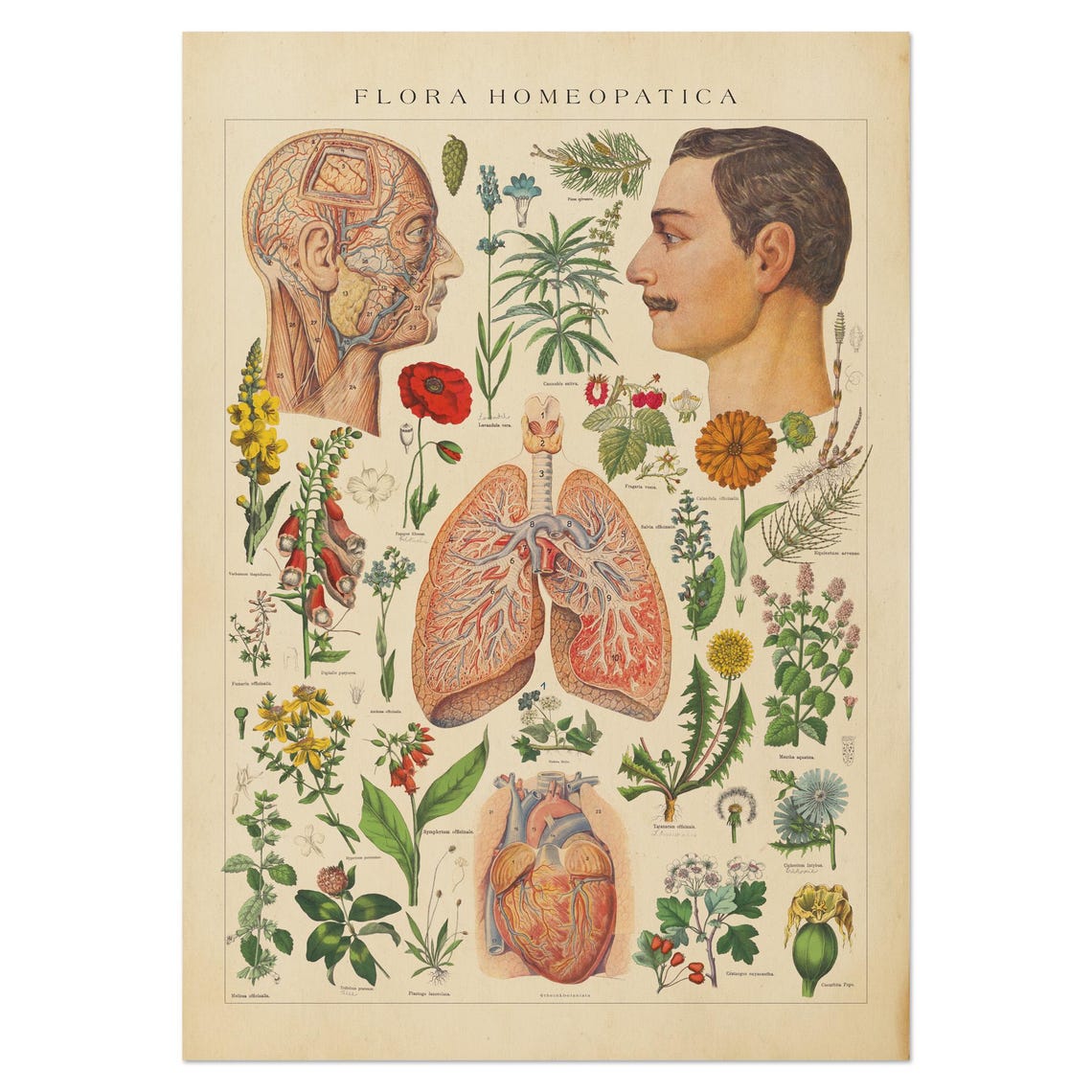 Vintage Flora Homeopathica Print – Healing Plants and Anatomy Chart - Etsy