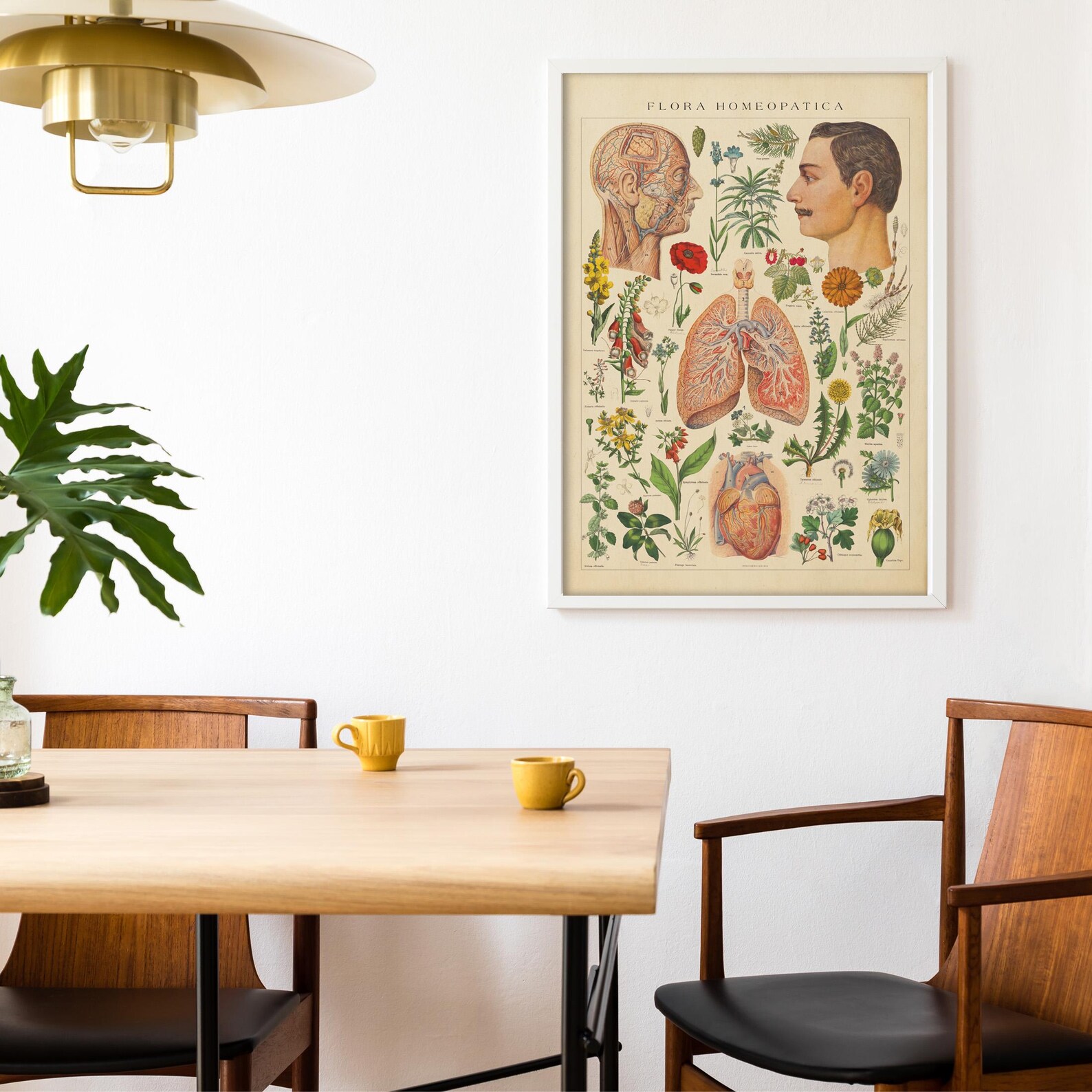 Vintage Flora Homeopathica Print – Healing Plants and Anatomy Chart - Etsy