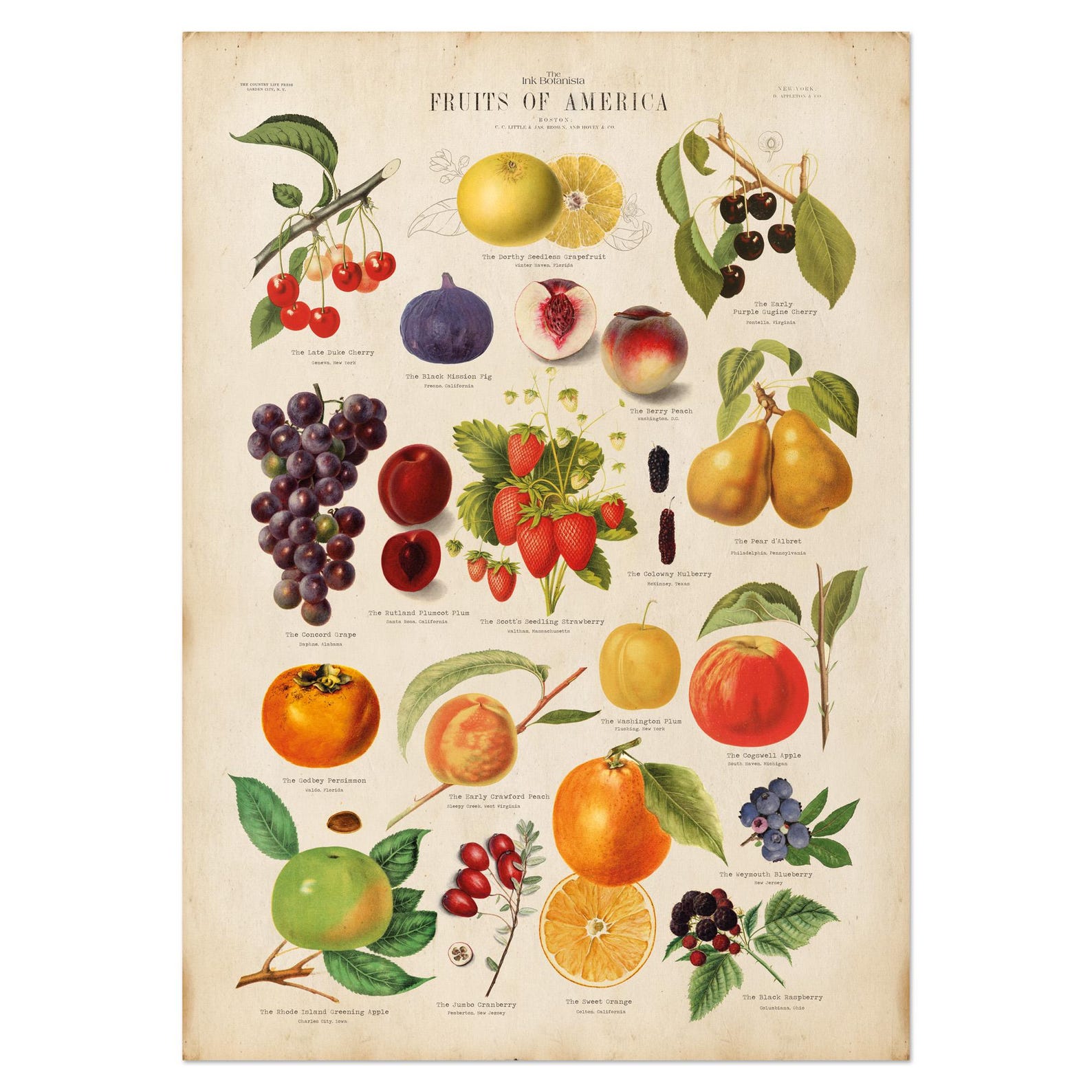 Fruits of America Vintage Botanical Chart Print - Native American ...