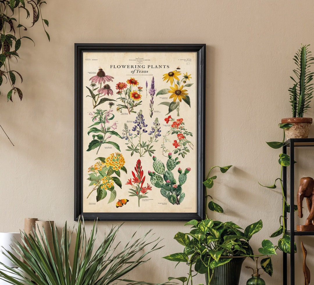 Texas Plants Vintage Botanical Chart Poster - Etsy