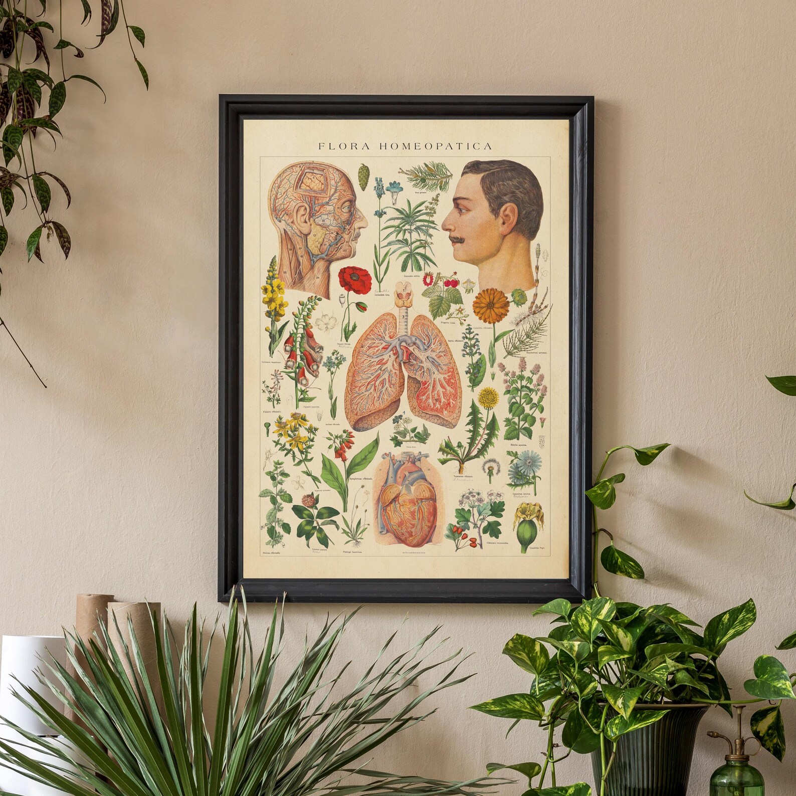 Vintage Flora Homeopathica Print – Healing Plants and Anatomy Chart - Etsy