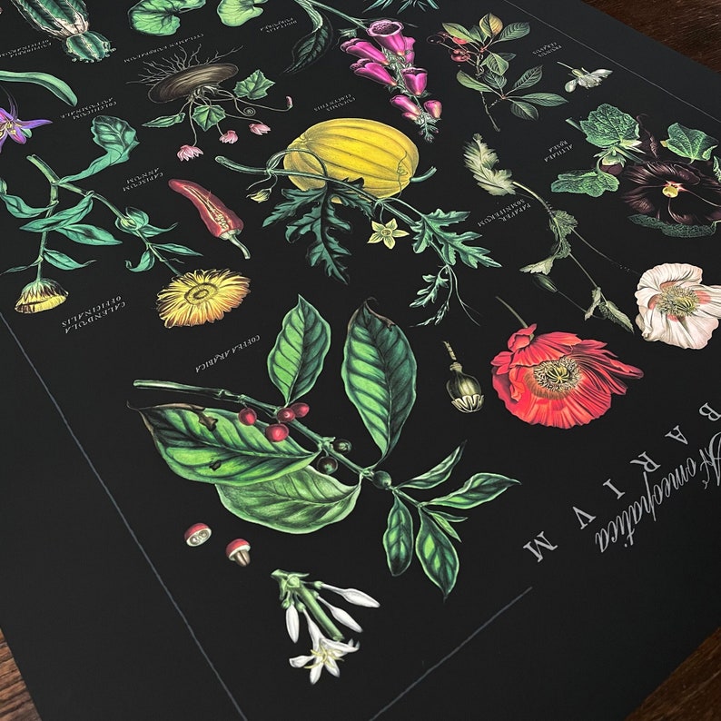 Vintage Medicinal Plants Print, Homeopathic Plants, Botanical Poster ...