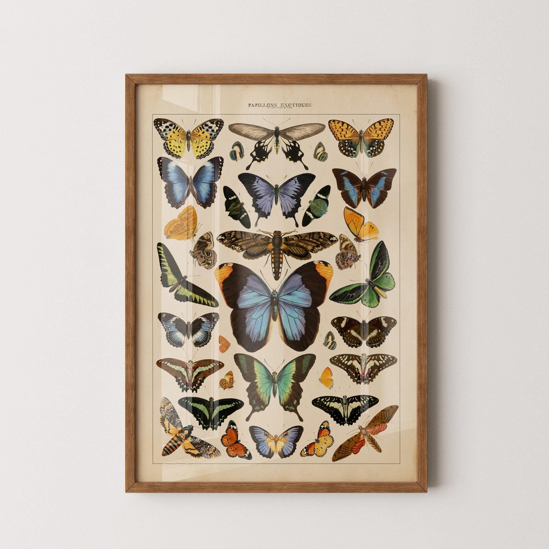 Vintage Butterfly Chart - Exotic Butterflies Print - Etsy