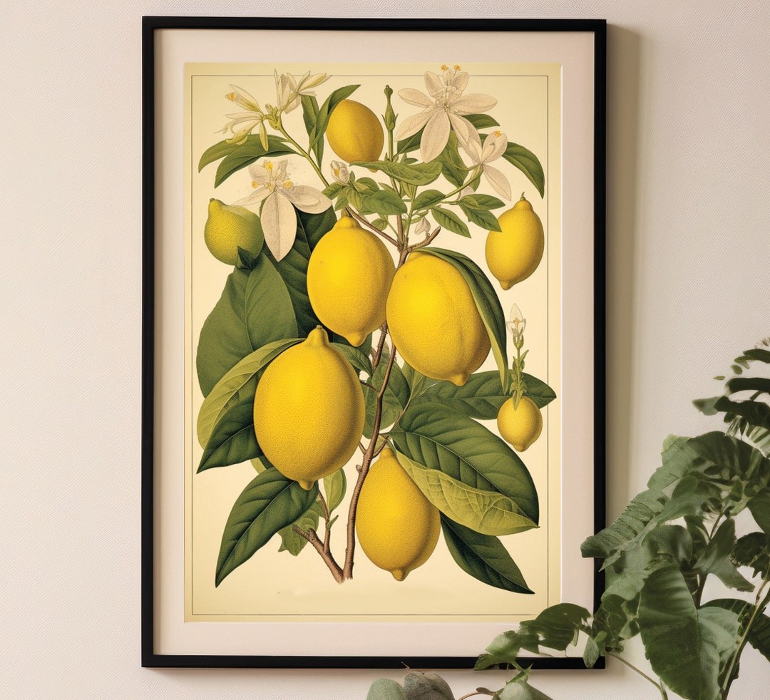 Vintage Lemon Print, Kitchen Botanical Print, Fruit Chart Poster ...