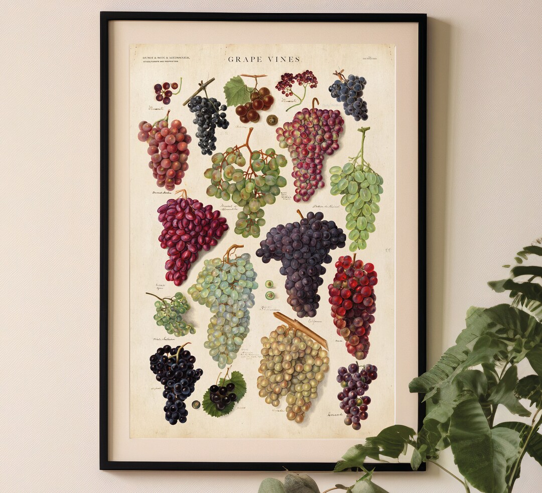Vintage Grape Vines Chart – Botanical Wall Art - Etsy