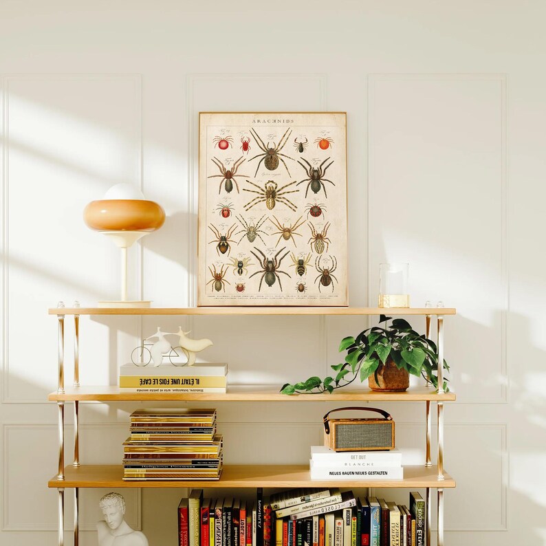 Vintage Arachnids Chart – Antique Spider Poster - Etsy