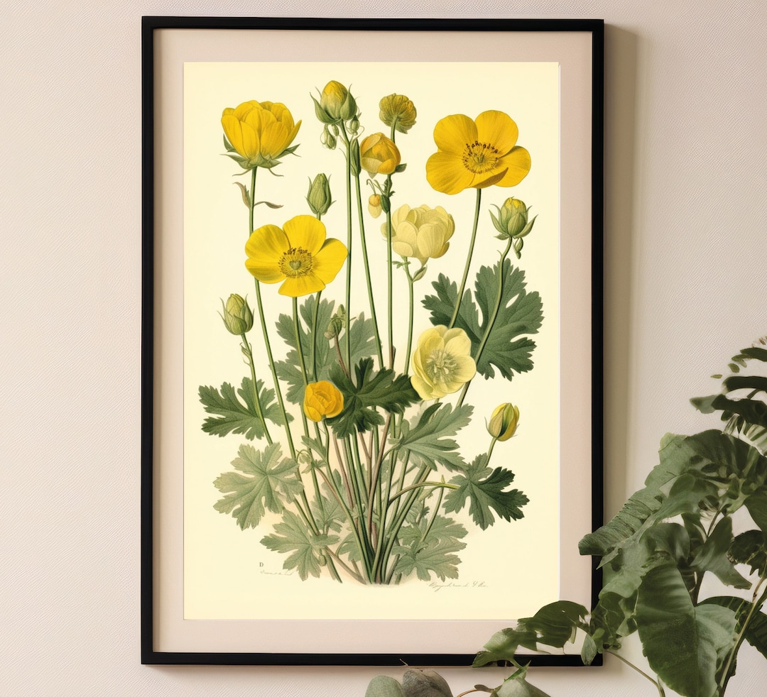 Vintage Buttercup Botanical Print: Kitchen Wall Art - Etsy