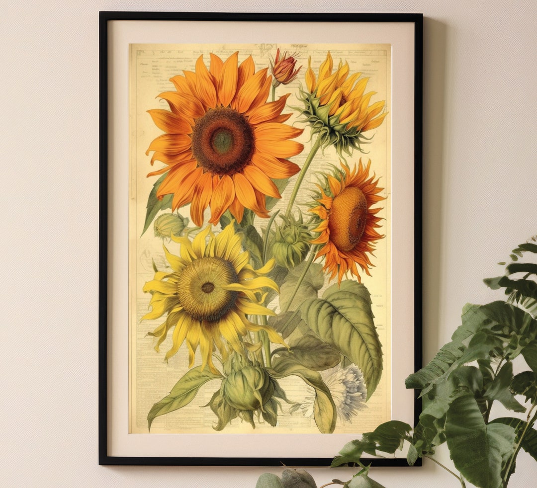 Vintage Sunflower Chart Print, Old Botanical Poster, Yellow and Orange ...