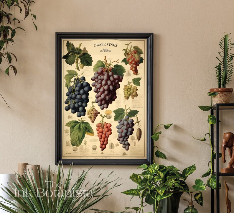Vintage Grape Types Chart Grape Vines Print Wine Making - Etsy