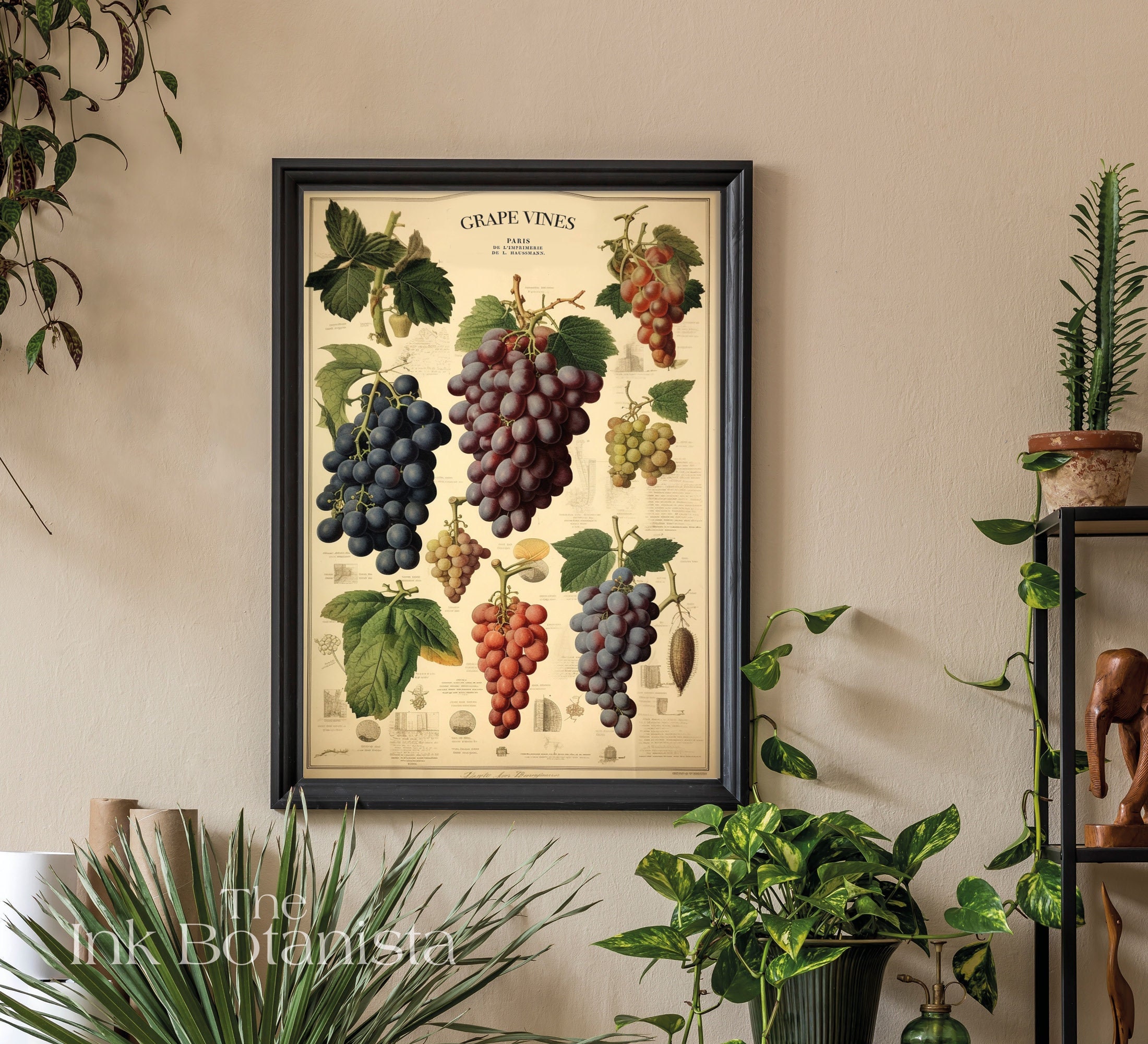 Vintage Grape Types Chart Grape Vines Print Wine Making - Etsy