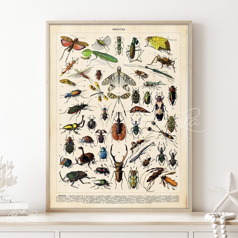 Insect Chart - Etsy