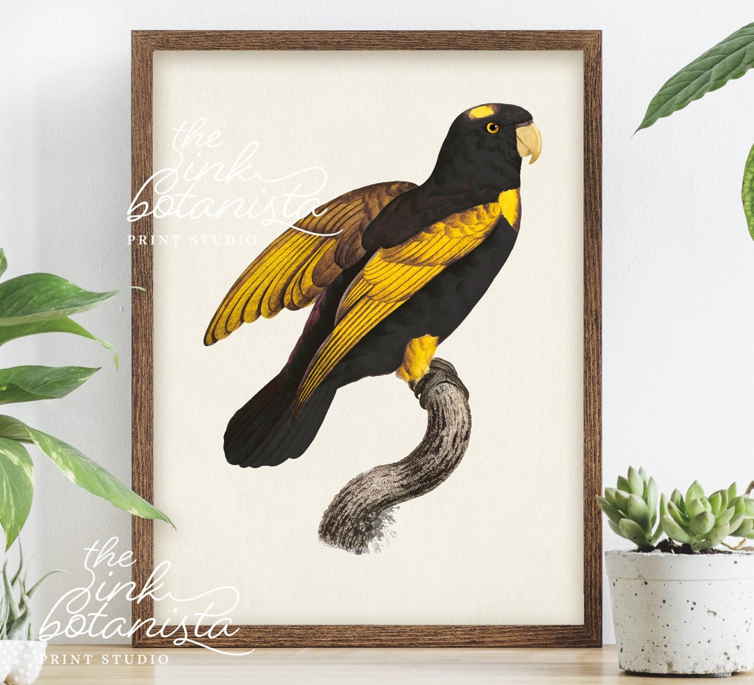 Parrot Botanical Poster Print, Vintage Style Wall Art, Antique Style ...