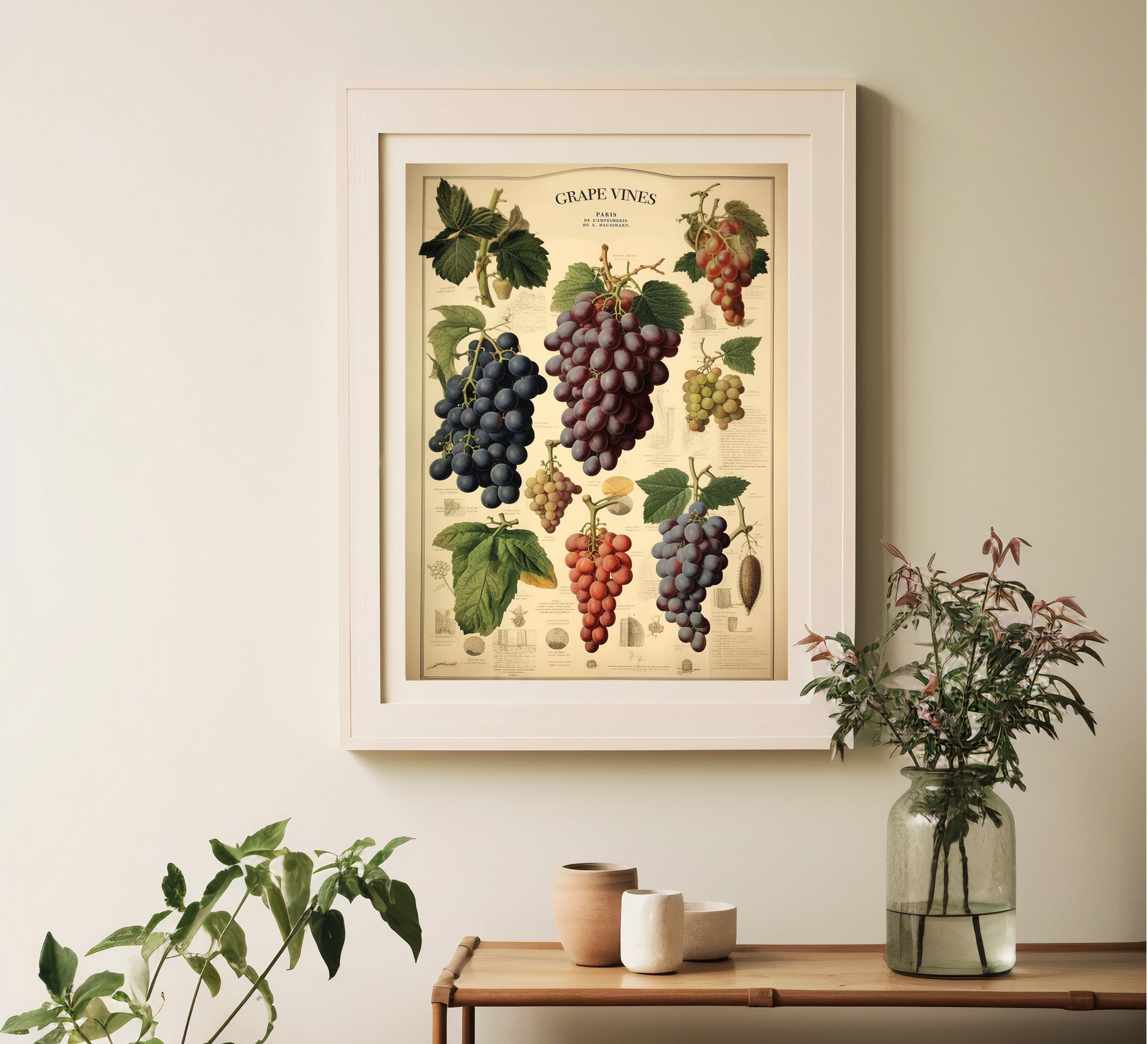 Vintage Grapes Print, Wine Chart Poster, Botanical Book Plate Decor ...