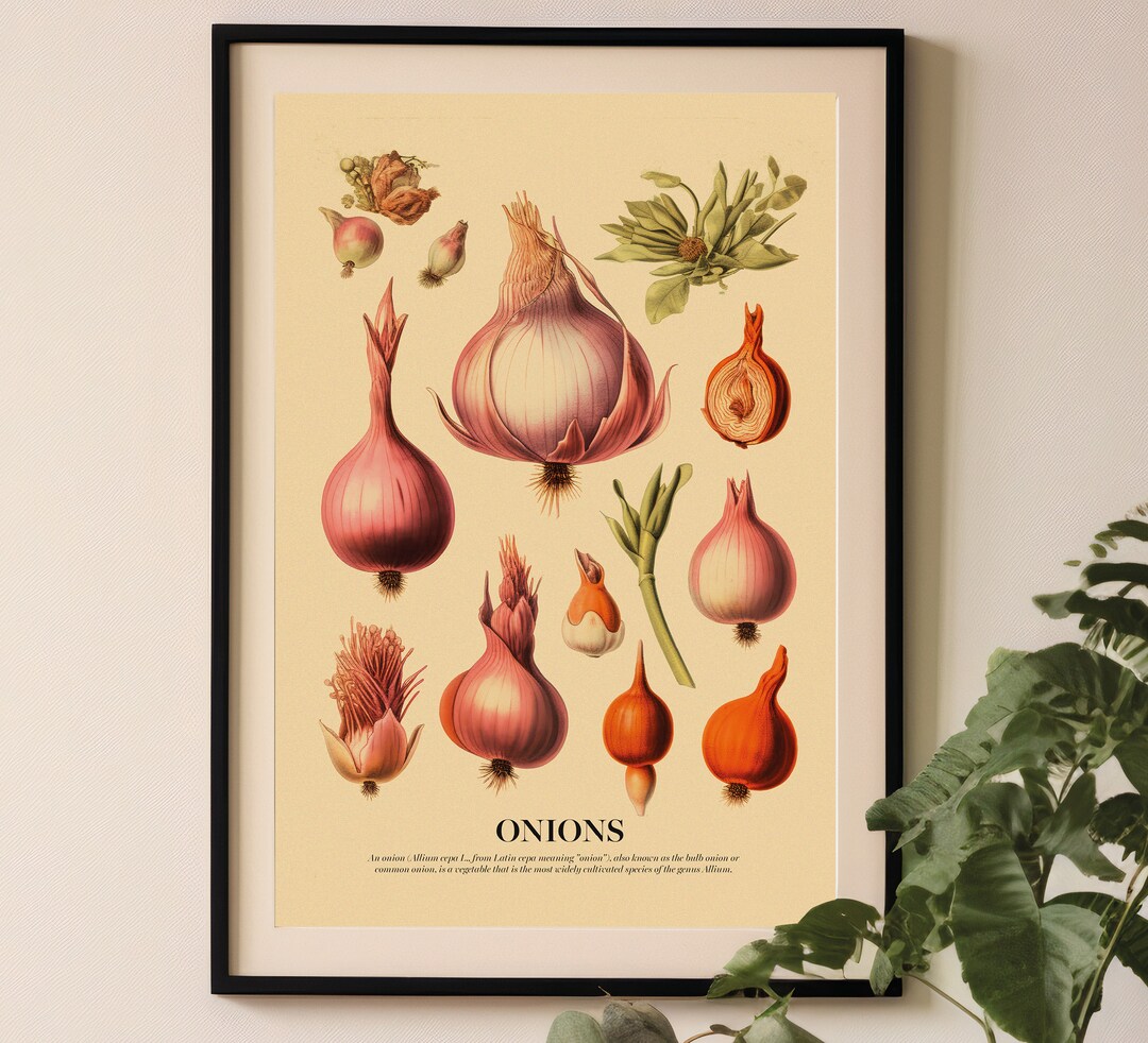 Vintage Onions Chart Print, Kitchen Botanical Print, Vegetable Chart ...