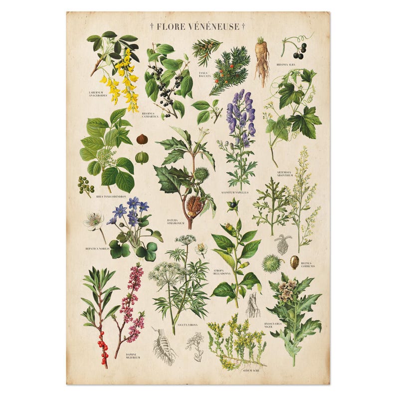 Vintage Poisonous Plants Poster: Antique Botanical Print - Etsy