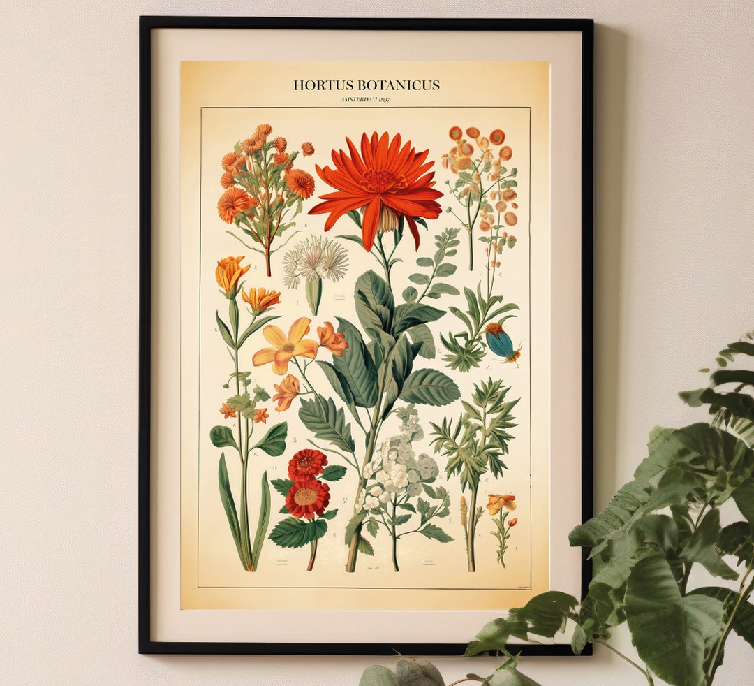 Vintage Botanical Print: Amsterdam Plant Chart Poster - Etsy