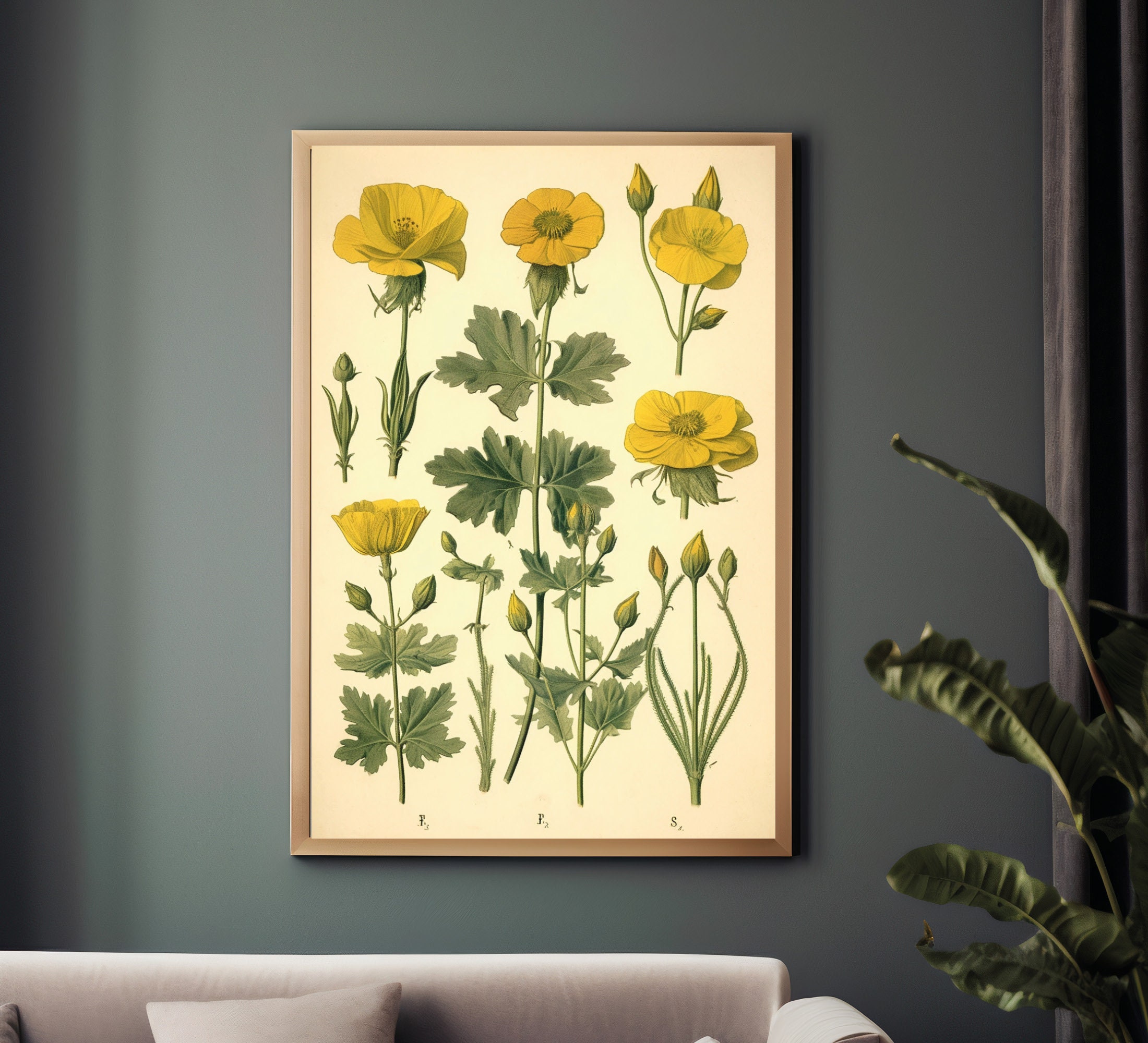 Vintage Buttercup Print, Kitchen Chart Poster, Botanical Book Plate ...