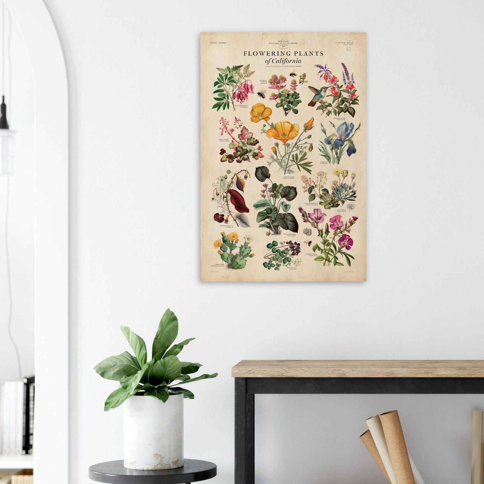 Flowering Plants of California, Vintage Botanical Chart Poster - Etsy