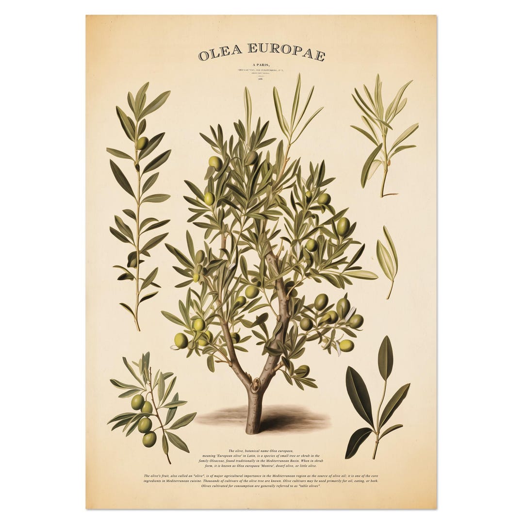 Vintage Olive Print, Rustic Kitchen Decor - Etsy