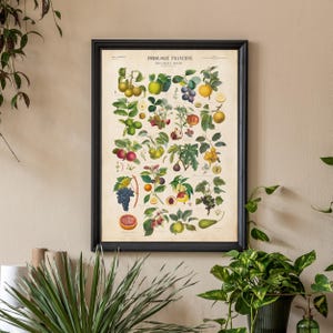 Vintage French Fruit Chart Print: Botanical Kitchen Wall Art - Etsy