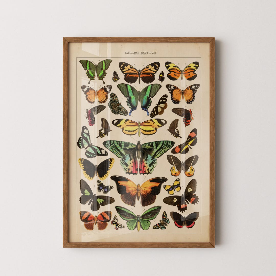 Vintage Butterfly Chart – Exotic Butterflies II, Antique Entomology ...