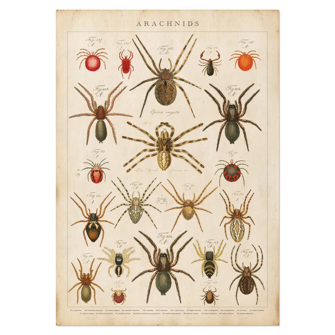 Vintage Arachnids Chart – Antique Spider Poster - Etsy