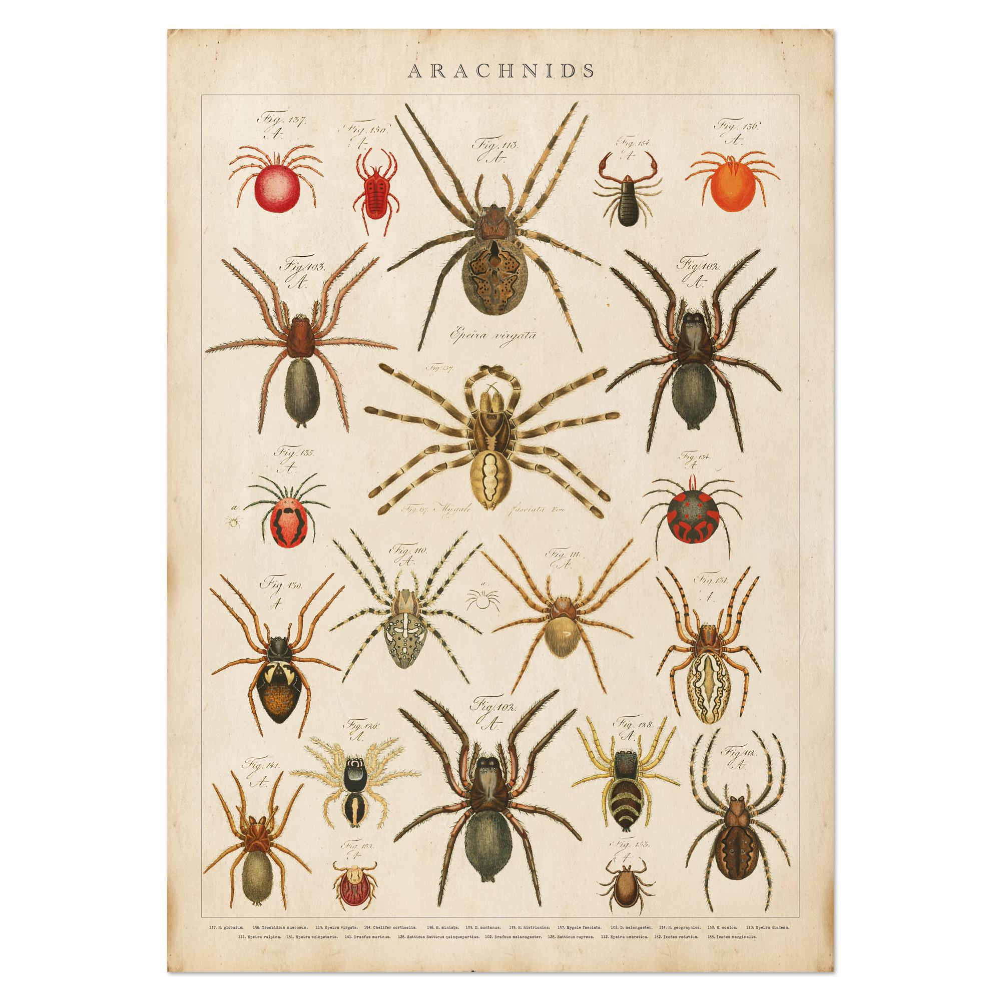 Vintage Arachnids Chart – Antique Spider Poster - Etsy