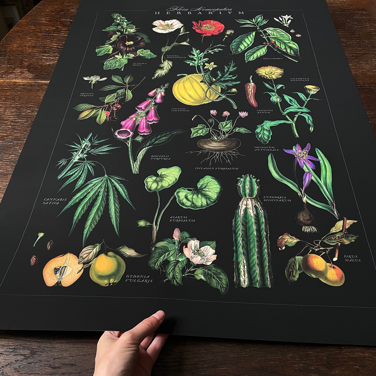 Vintage Medicinal Plants Print, Homeopathic Plants, Botanical Poster ...