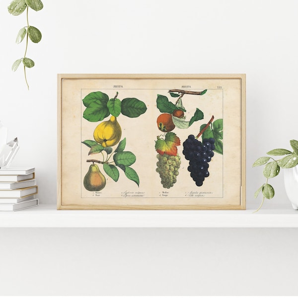 Vintage Fruit Print - Etsy