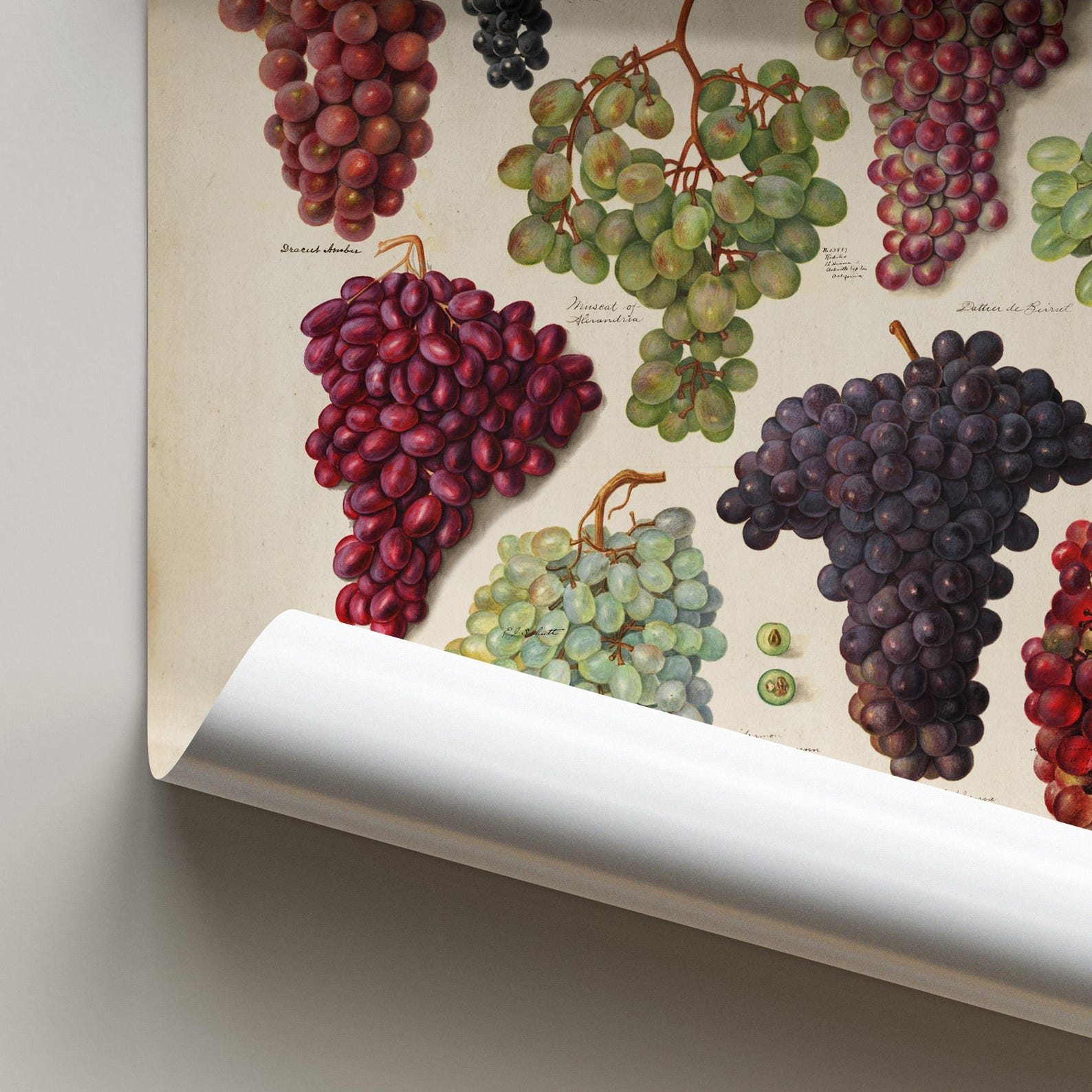 Vintage Grape Vines Chart – Botanical Wall Art - Etsy