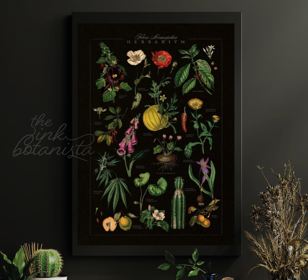 Vintage Medicinal Plants Print, Homeopathic Plants, Botanical Poster ...