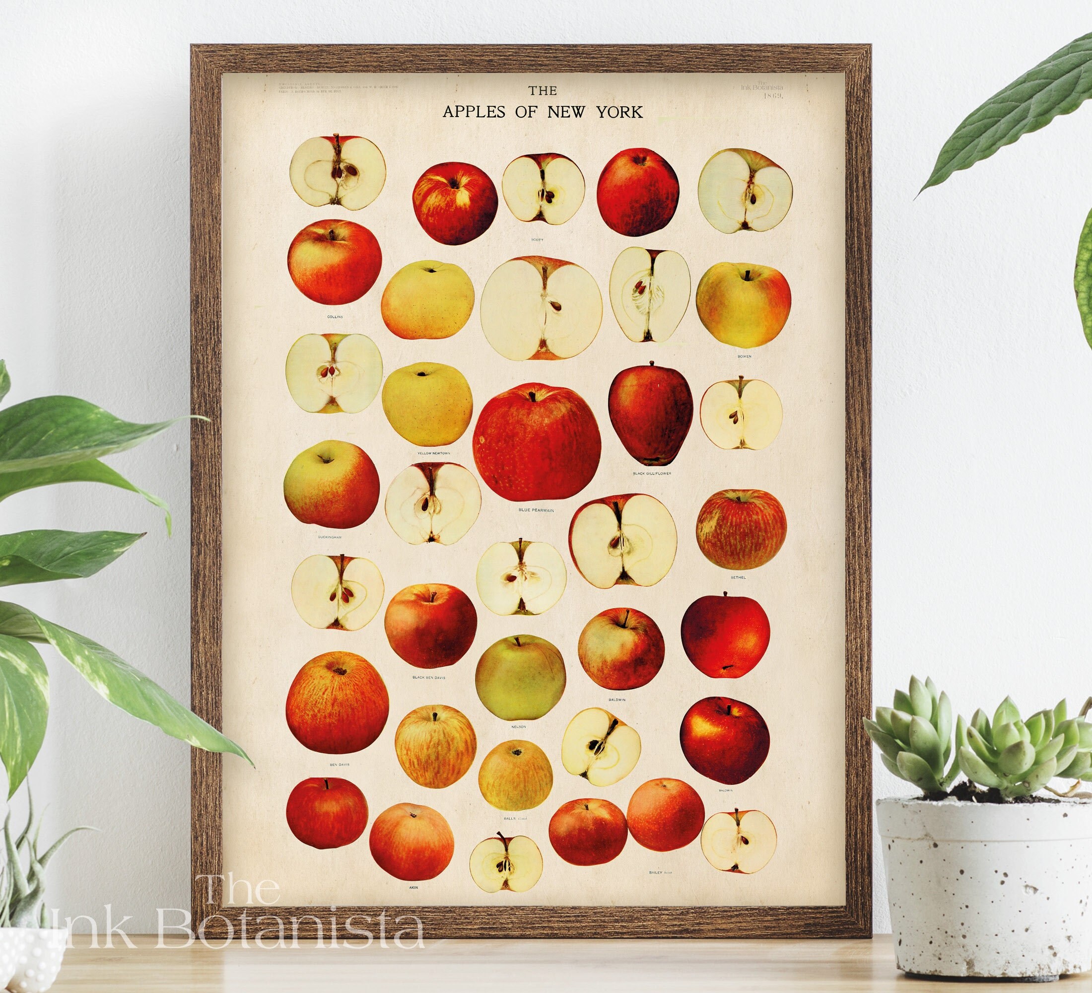 Vintage Apples of New York Chart, Kitchen Print Fruits, Botanical ...