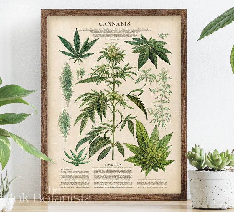 Cannabis Chart Print Hemp Plant Print Vintage Botanical Herb - Etsy