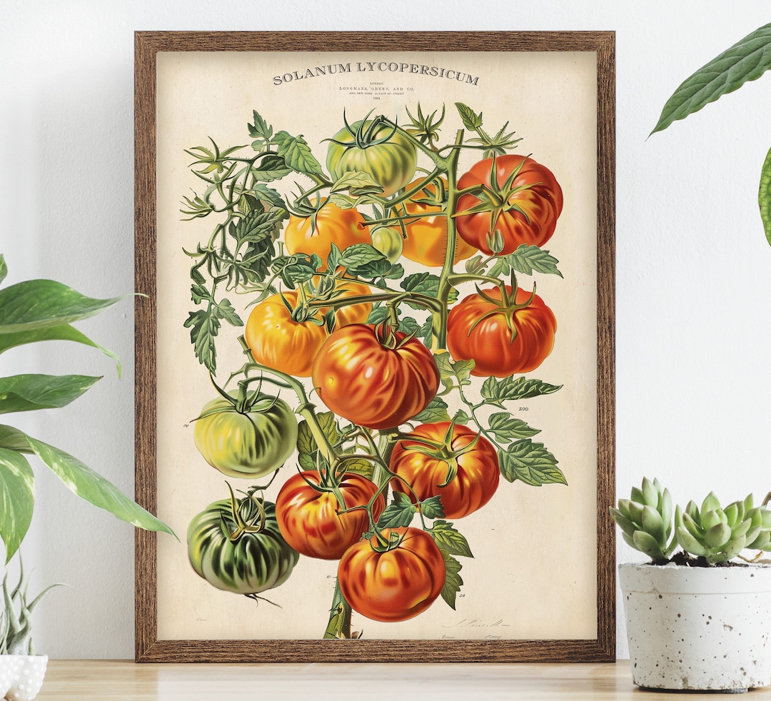 Vintage Tomato Botanical Print: Kitchen Wall Art - Etsy
