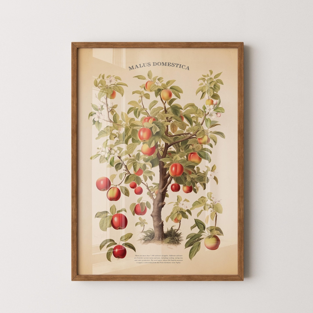 Vintage Apple Tree Botanical Print – Malus Domestica Wall Art, Rustic ...