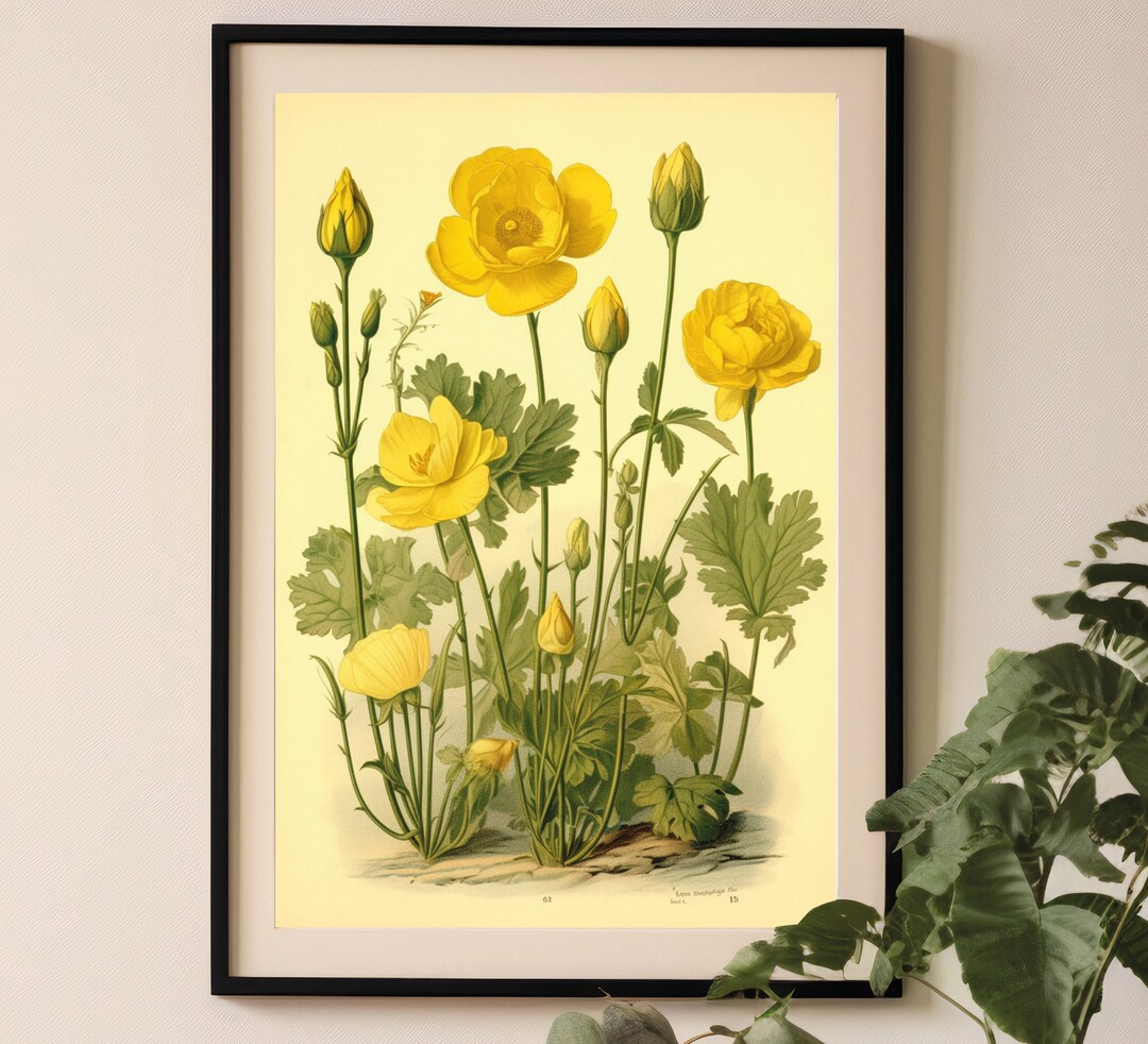 Vintage Buttercup Print, Kitchen Chart Poster, Botanical Book Plate ...