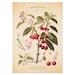 Vintage Cherry Print, Botanical Poster for Kitchen - Etsy