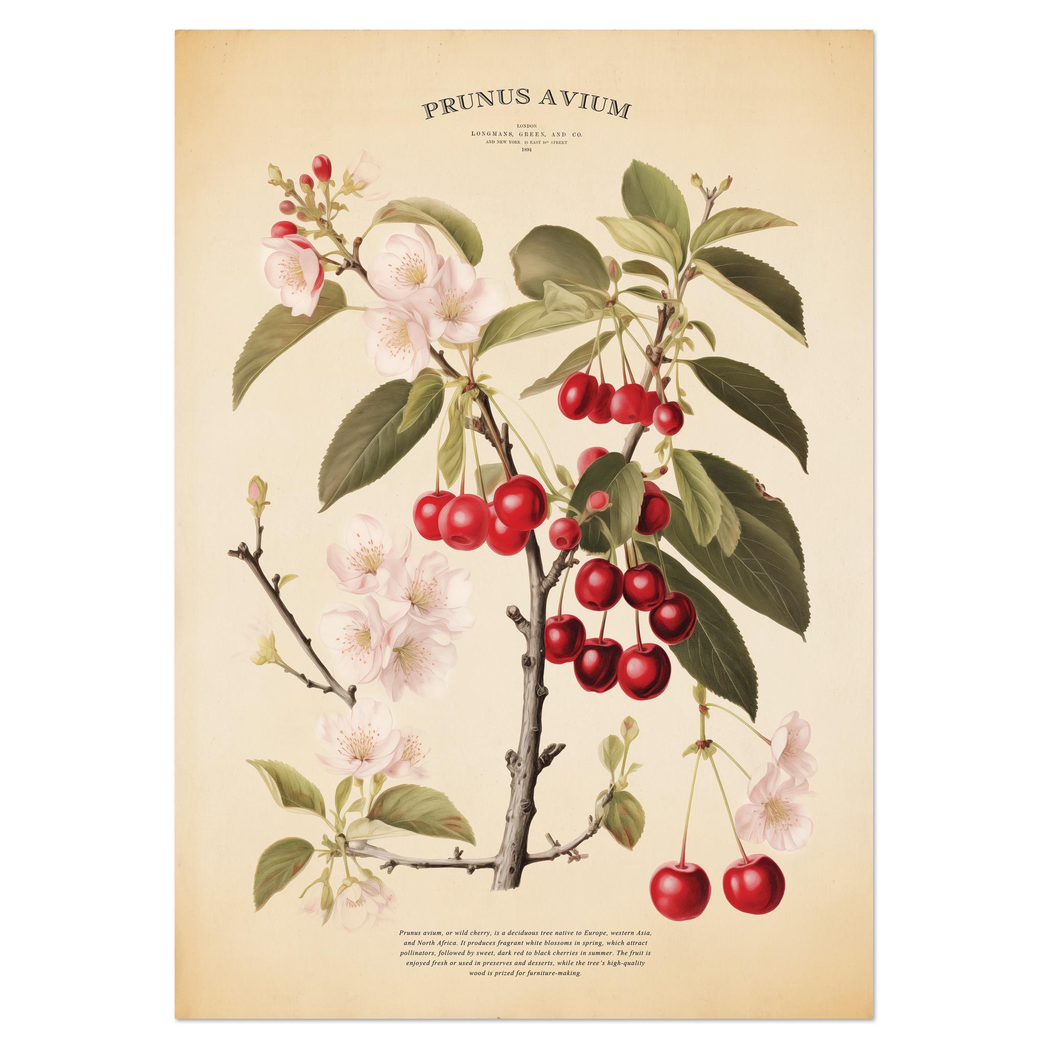 Vintage Cherry Print, Botanical Poster for Kitchen - Etsy