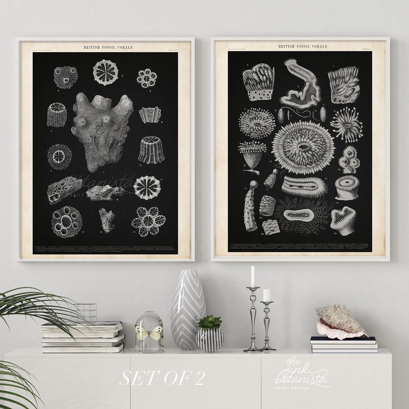 Fossils Print - Etsy