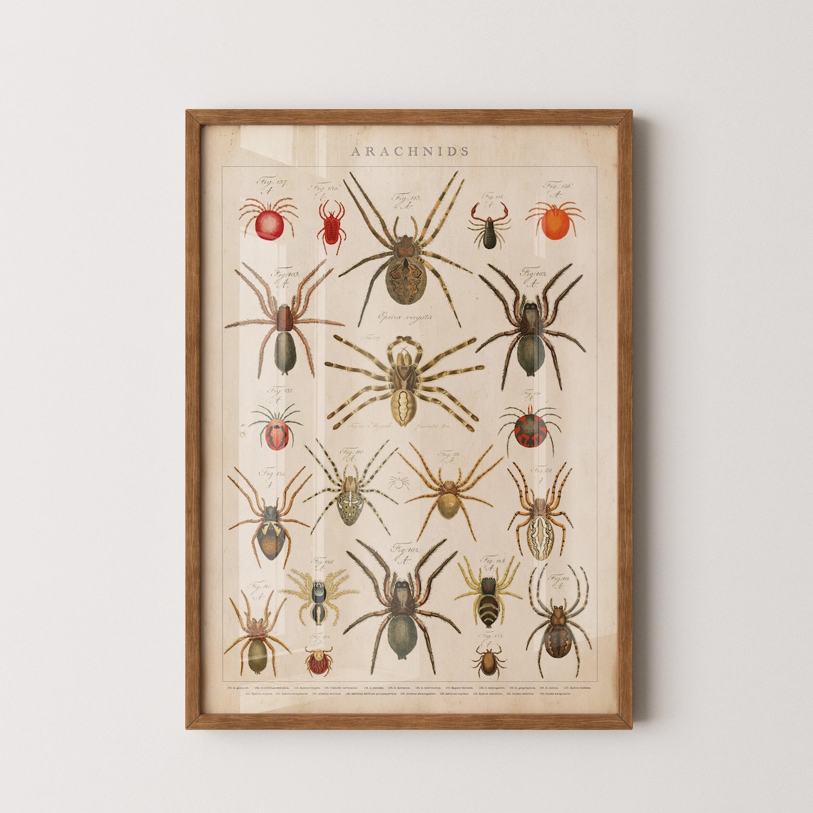 Vintage Arachnids Chart – Antique Spider Poster - Etsy
