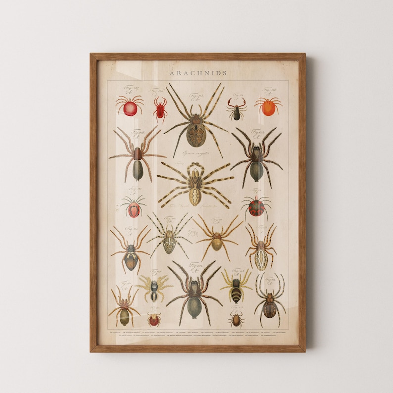 Vintage Arachnids Chart – Antique Spider Poster - Etsy