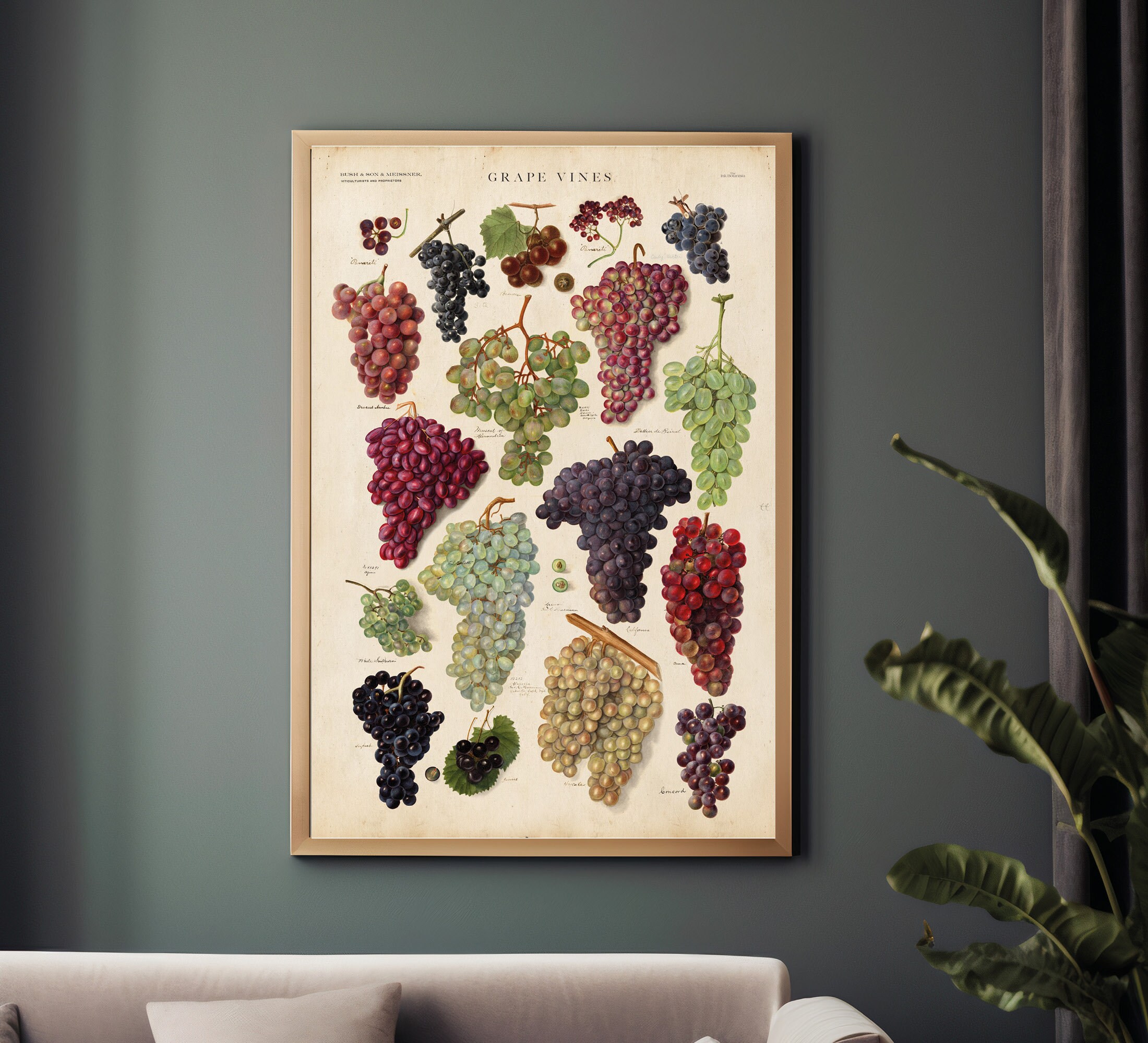 Vintage Grapes Print, Wine Chart Poster, Botanical Book Plate Decor ...