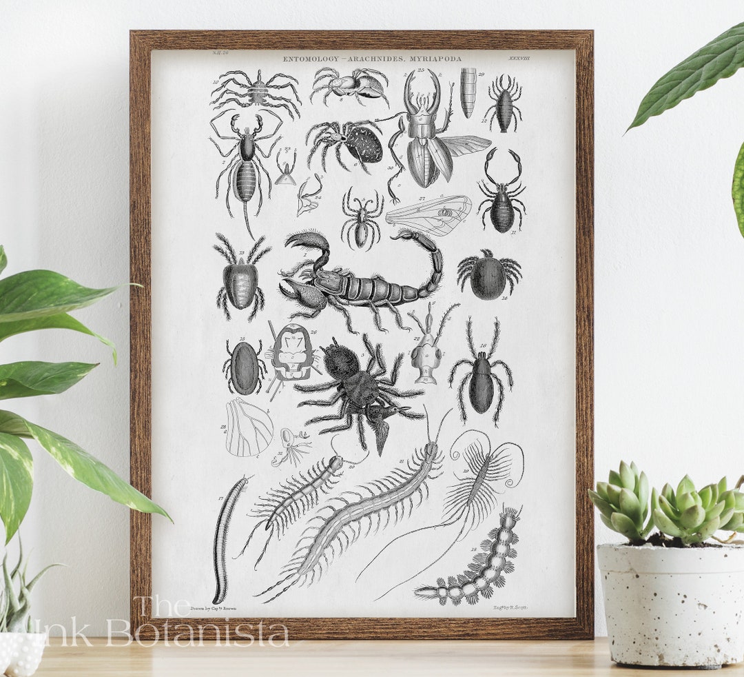 Vintage Spiders Chart, Arachnids Plate Chart Print, Black and White ...