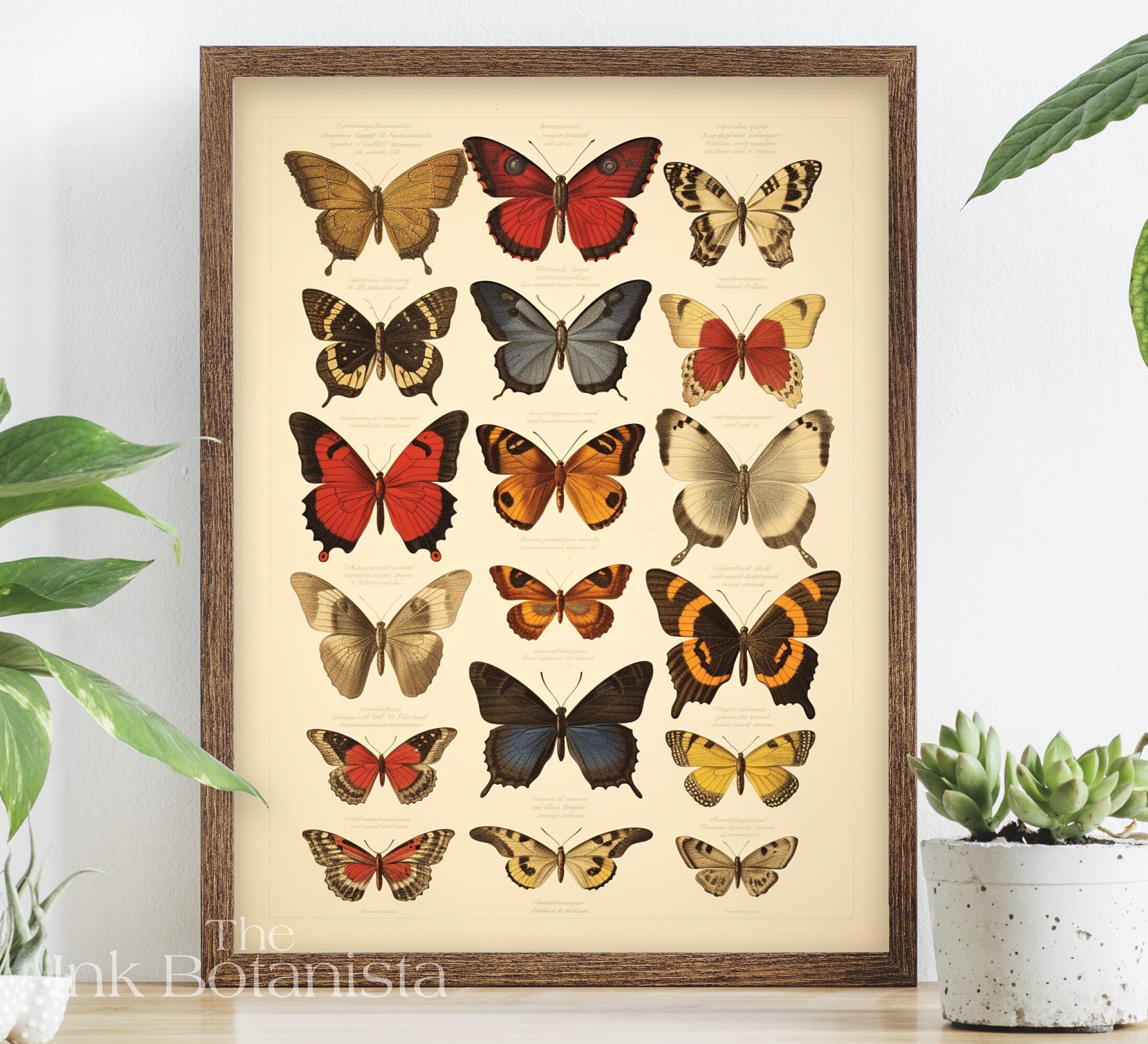 Vintage Butterflies Poster Botanical Plate Chart Print - Etsy