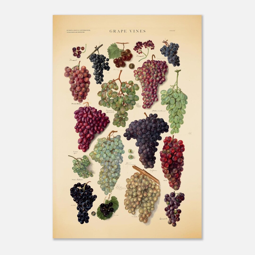 Grape Vines Chart Poster - Etsy