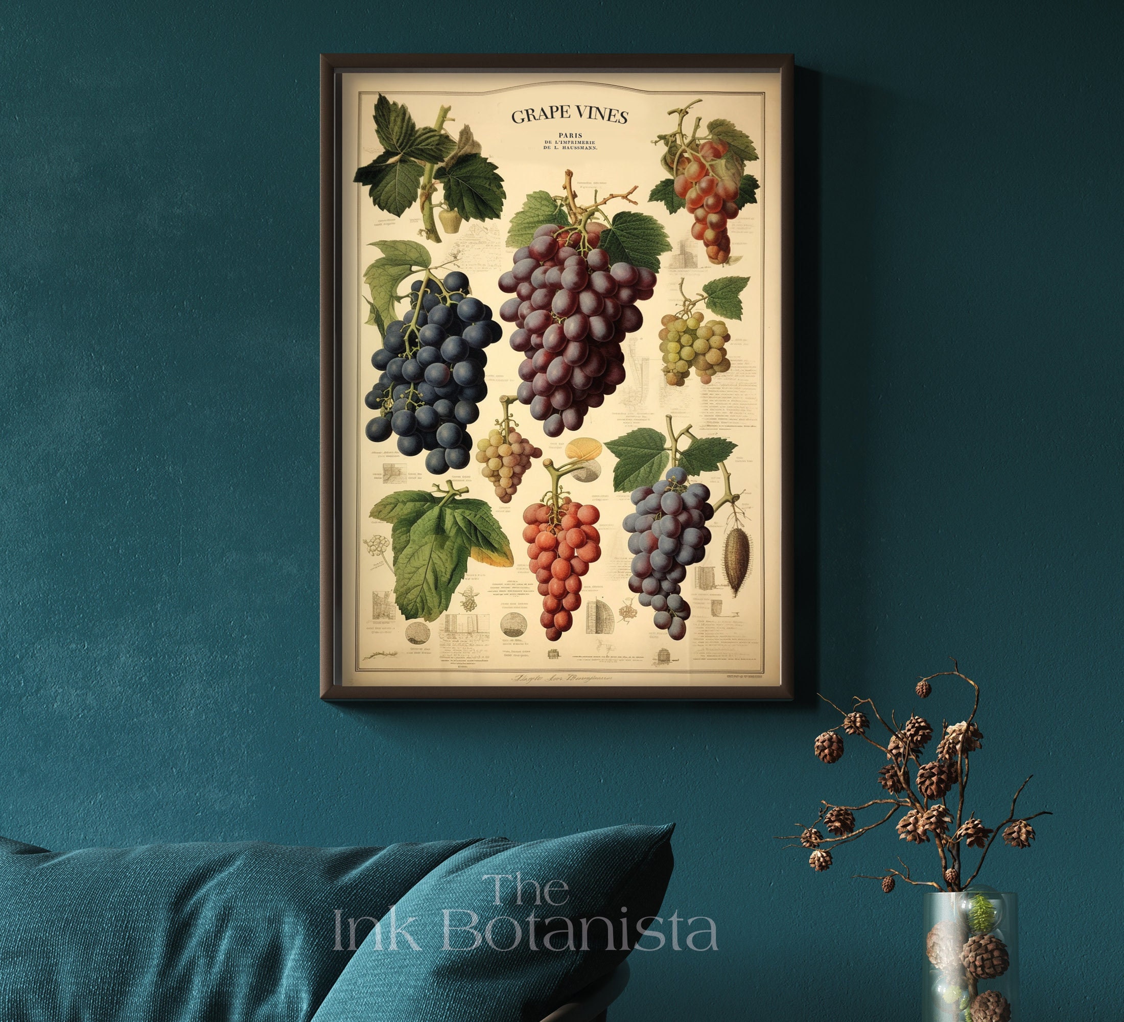 Vintage Grape Types Chart Grape Vines Print Wine Making - Etsy