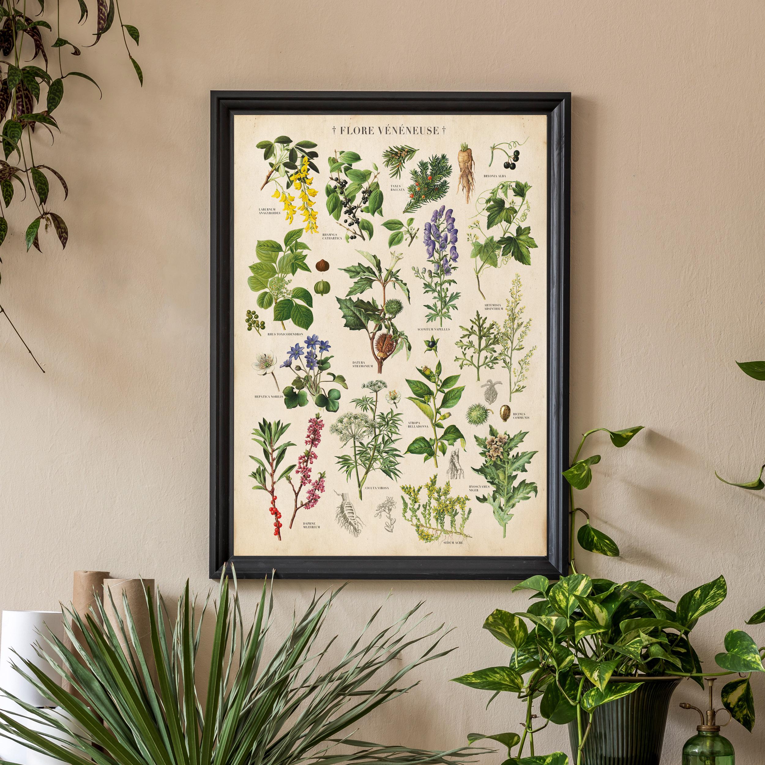 Vintage Poisonous Plants Poster: Antique Botanical Print - Etsy