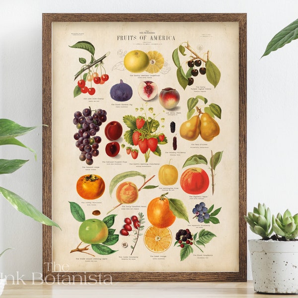Vintage Fruit Print - Etsy