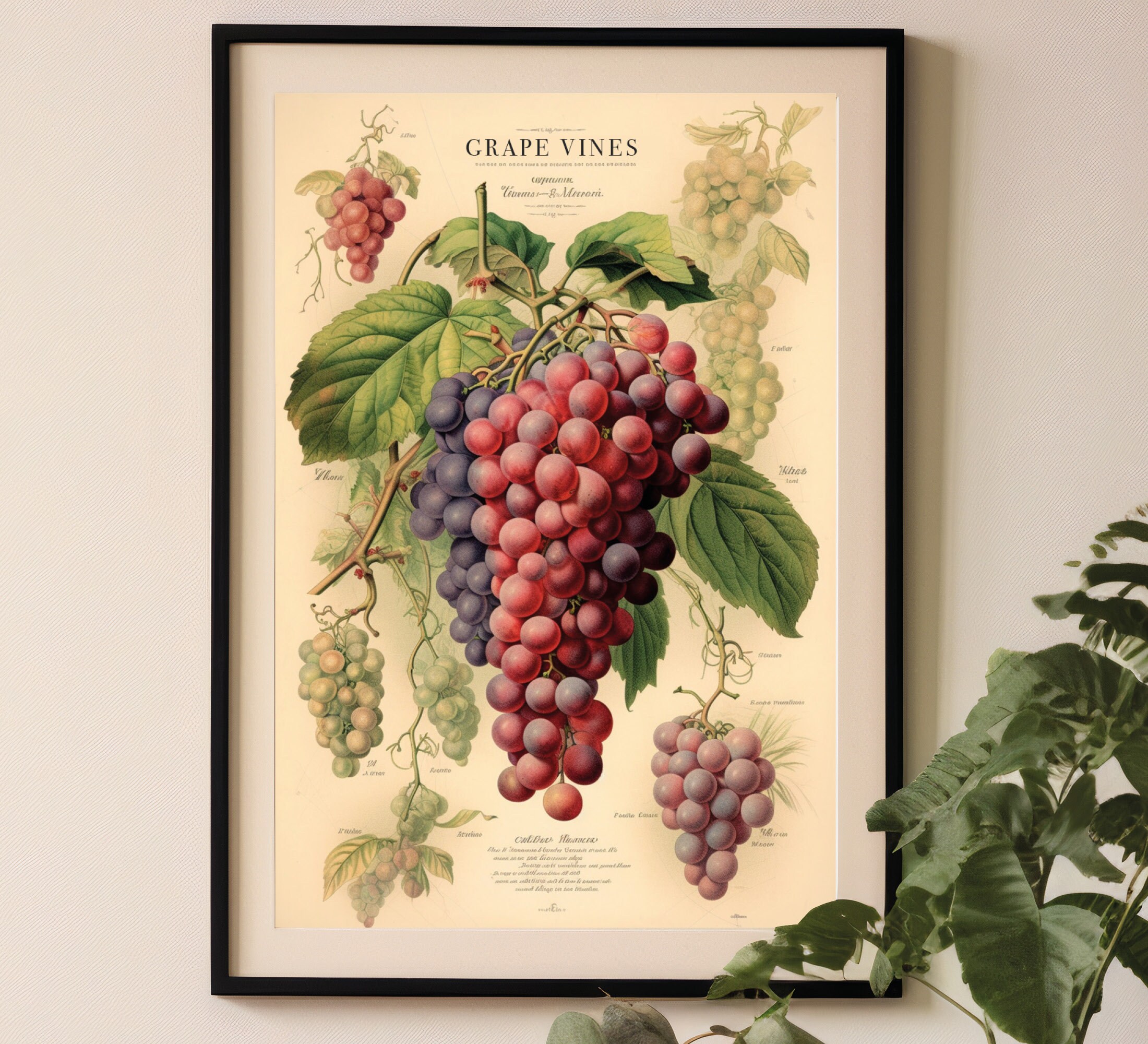 Vintage Grapes Print Wine Chart Poster Botanical Plate - Etsy