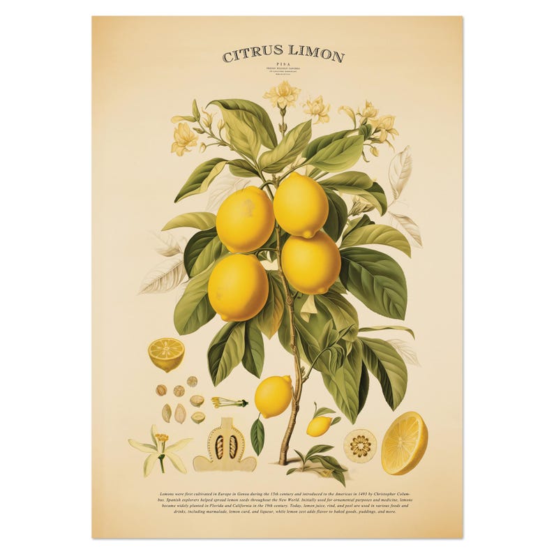 Citrus Limon Vintage Botanical Chart Print - Lemon Tree With Fruit Wall ...